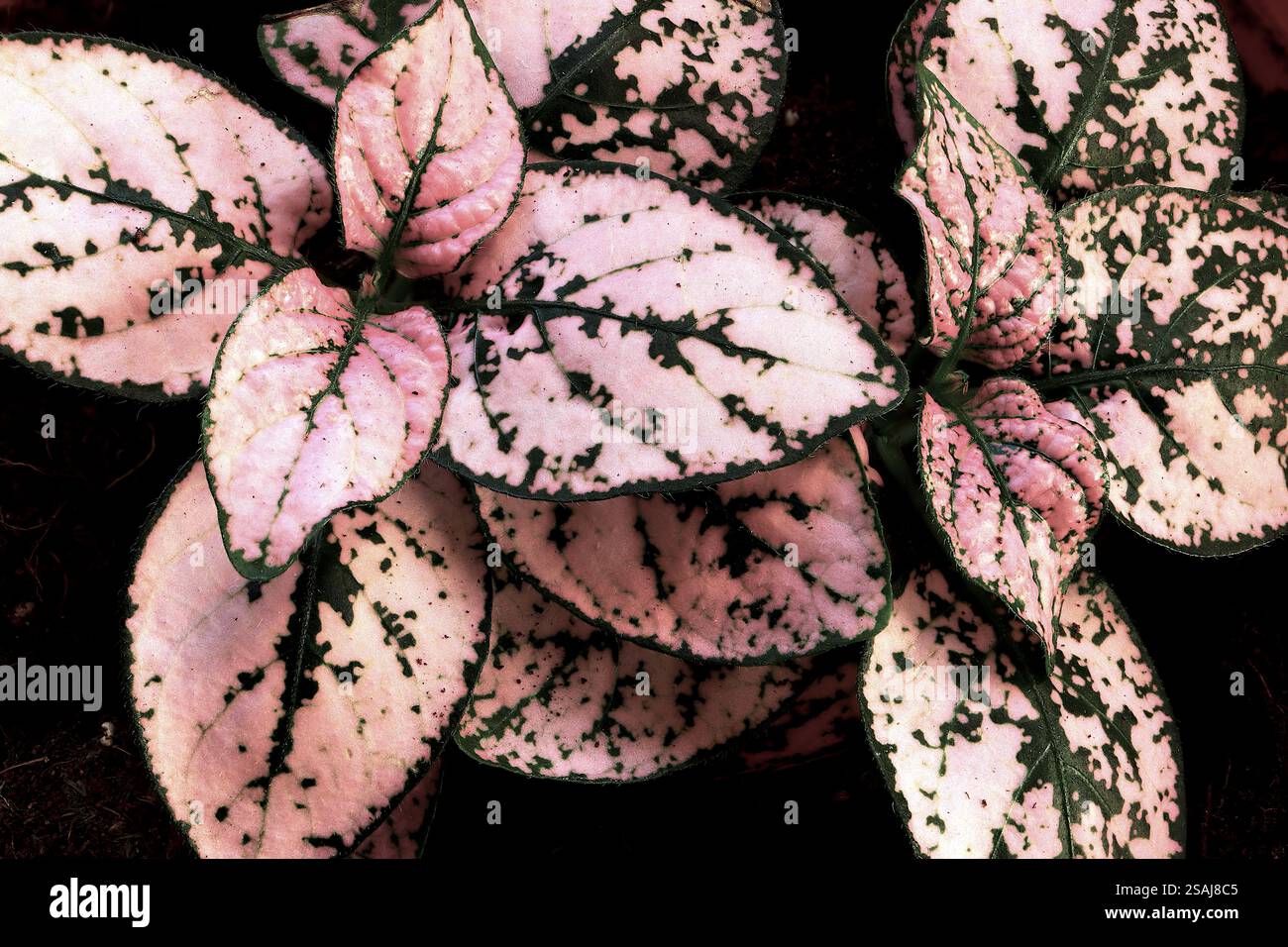 Plant hypoestes phyllostachya hi-res stock photography and images - Alamy