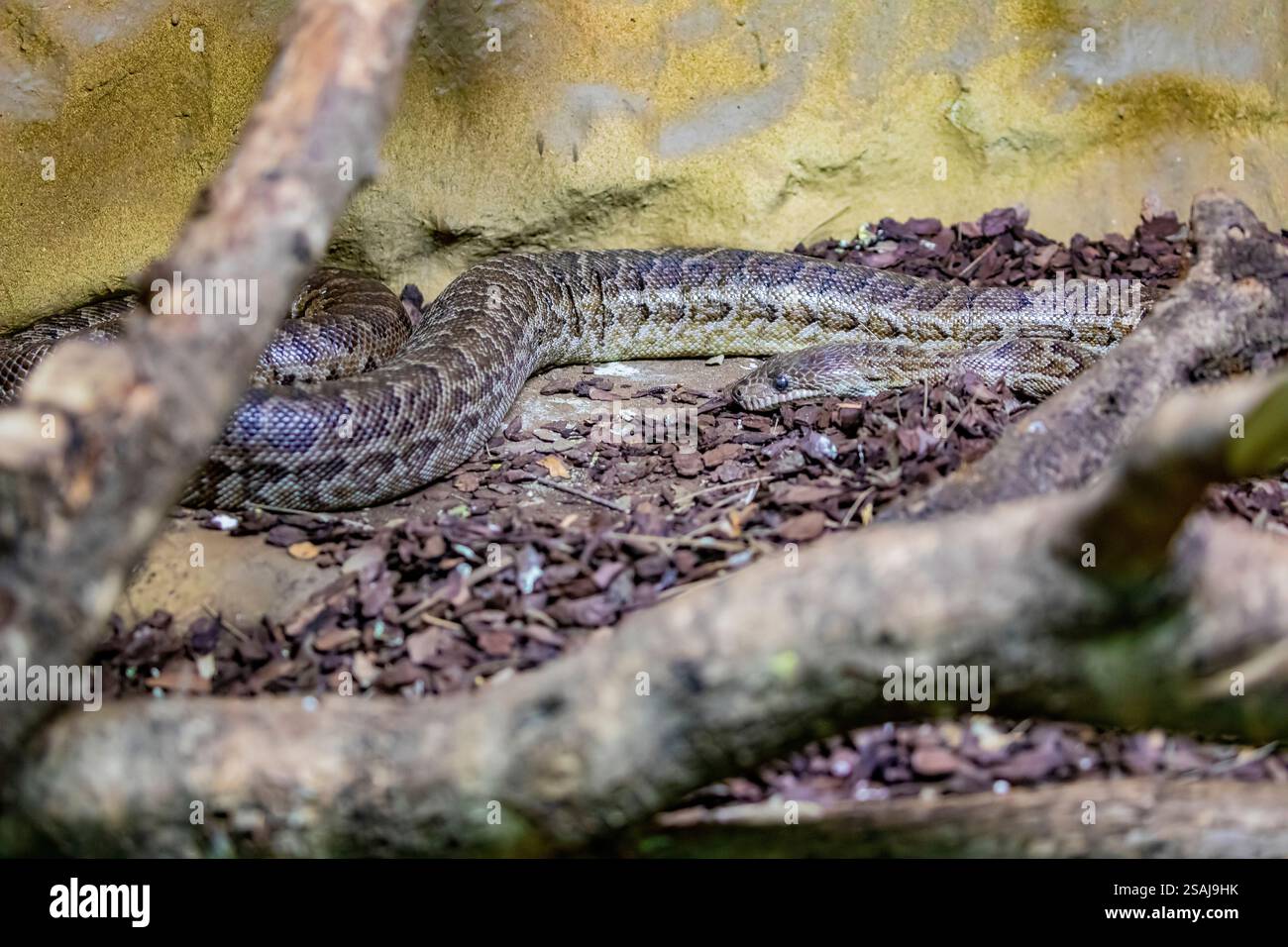 The Cuban boa (Chilabothrus angulifer) is the largest snake in Cuba ...