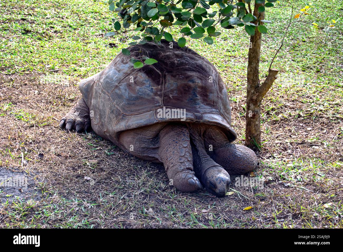 Giant tortoise in wild close hi-res stock photography and images - Alamy