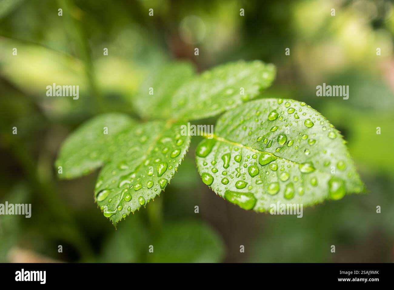 Lemon tree leaves. Water drops on lemon leaf. Flowing raindrops Stock ...