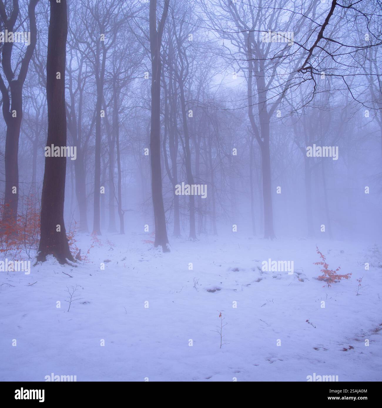 Winter countryside through mist hi-res stock photography and images - Alamy