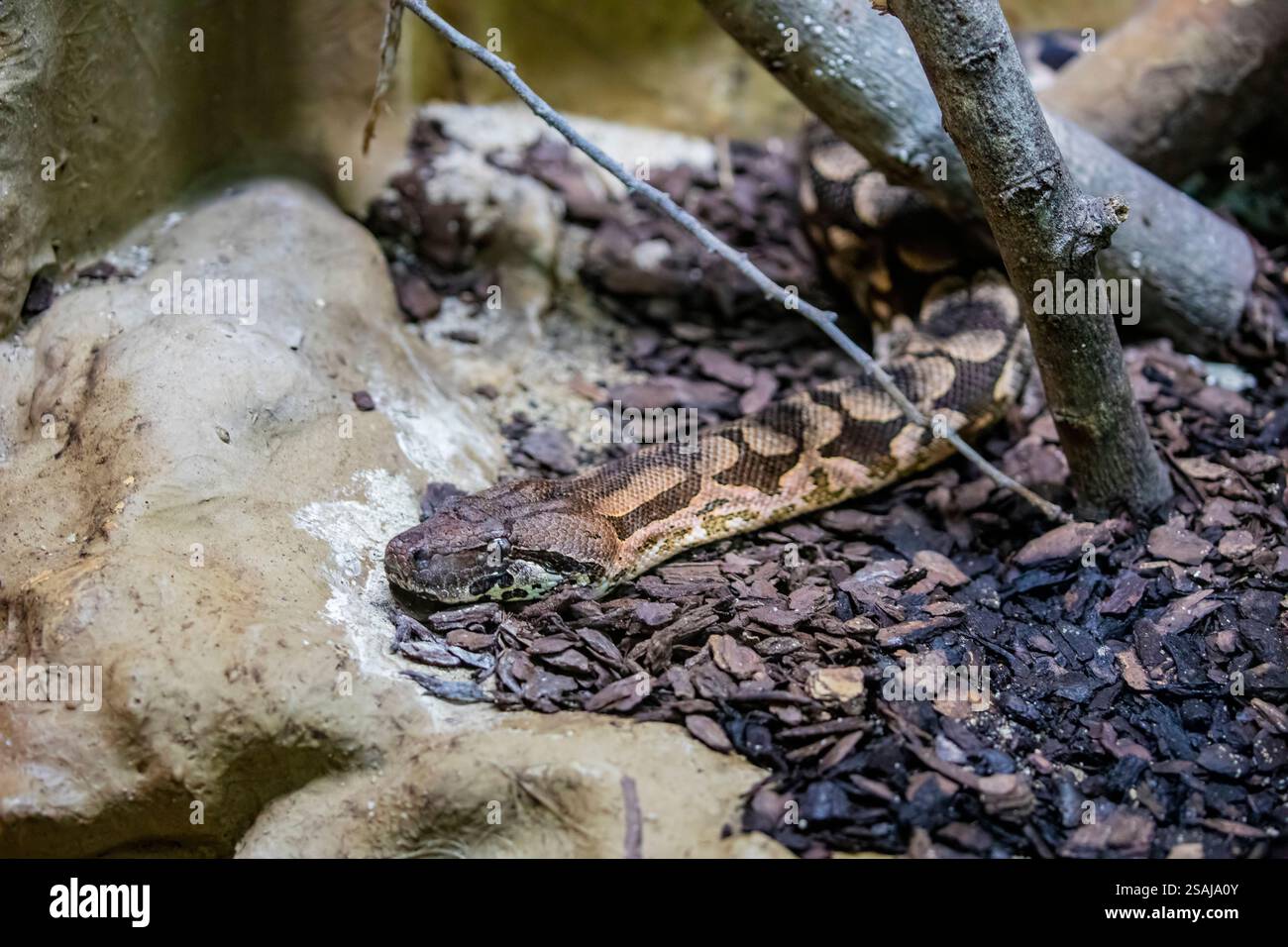 Dumeril's boa (Acrantophis dumerili) is a species of non-venomous snake ...