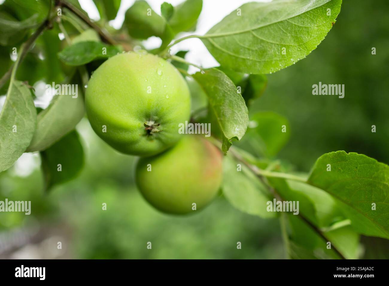 Small apples hang on tree hi-res stock photography and images - Alamy