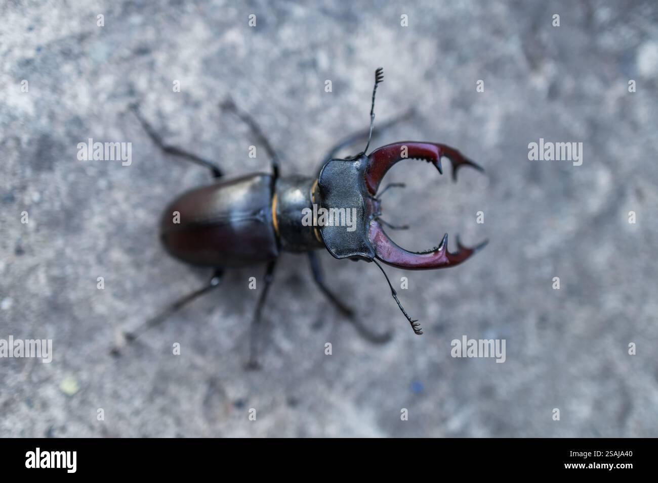 The European stag beetle Lucanus cervus: portrait of the body and of ...
