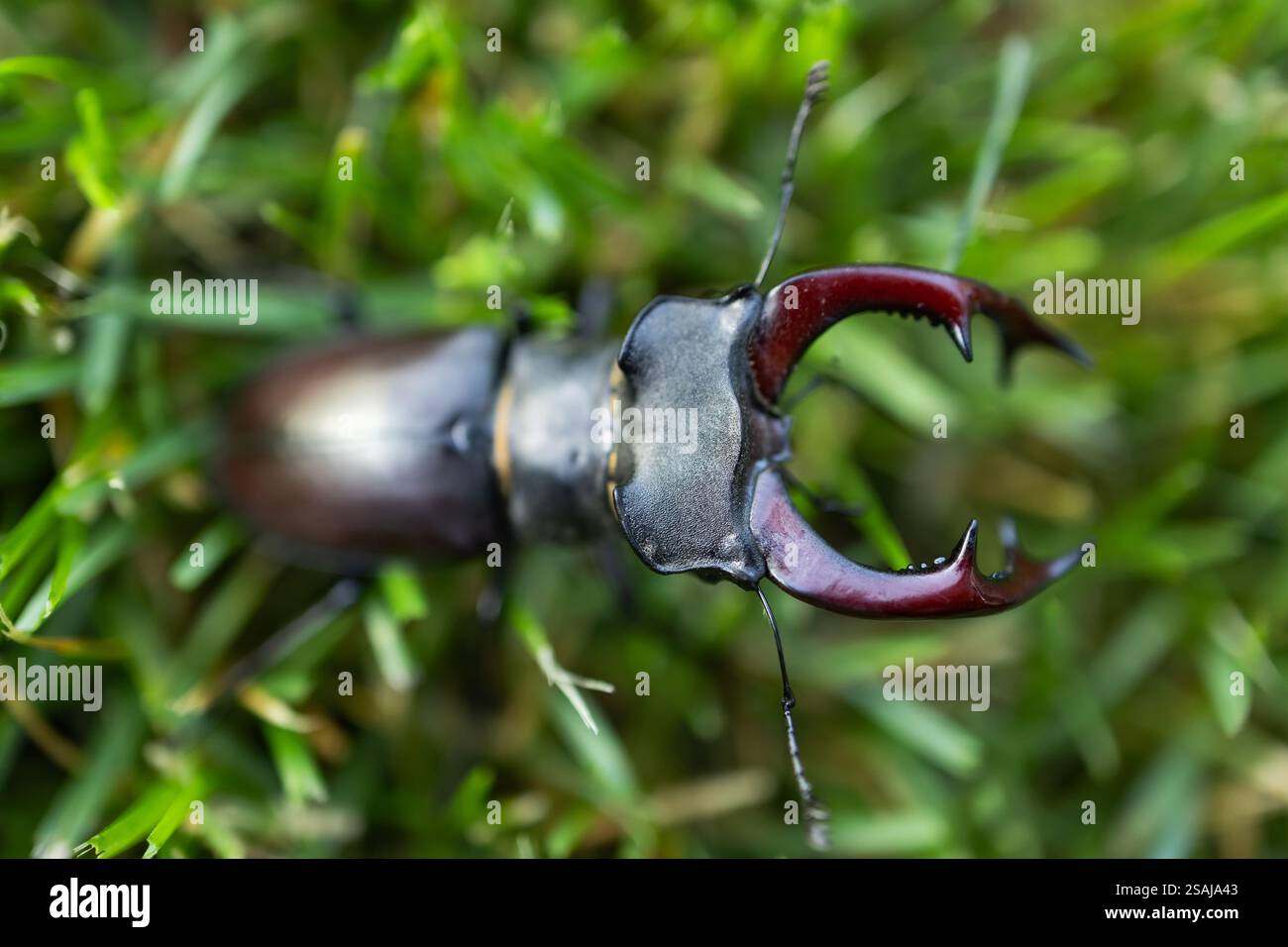 The European stag beetle Lucanus cervus: portrait of the body and of ...