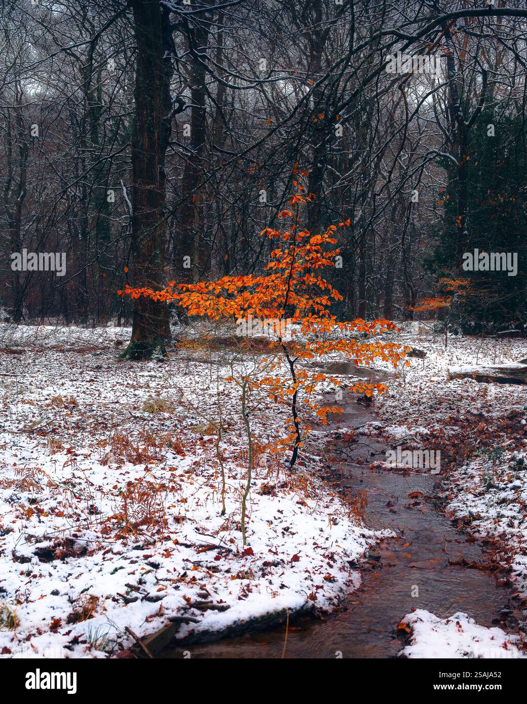 Beech tree sapling hi-res stock photography and images - Alamy
