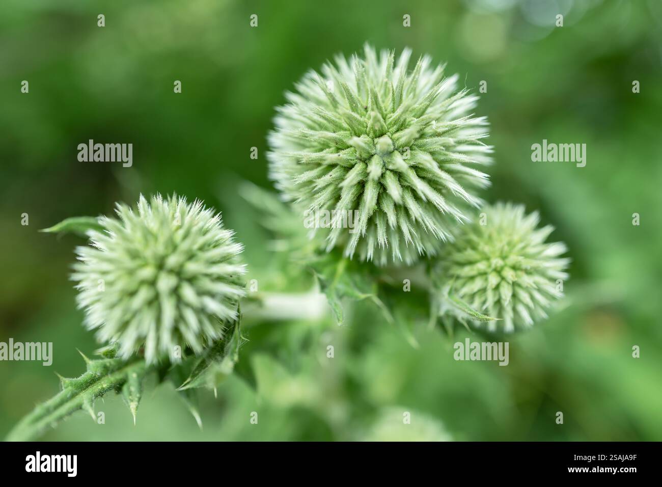 The globe thistle Echinops plant in the early flowering stage close-up ...
