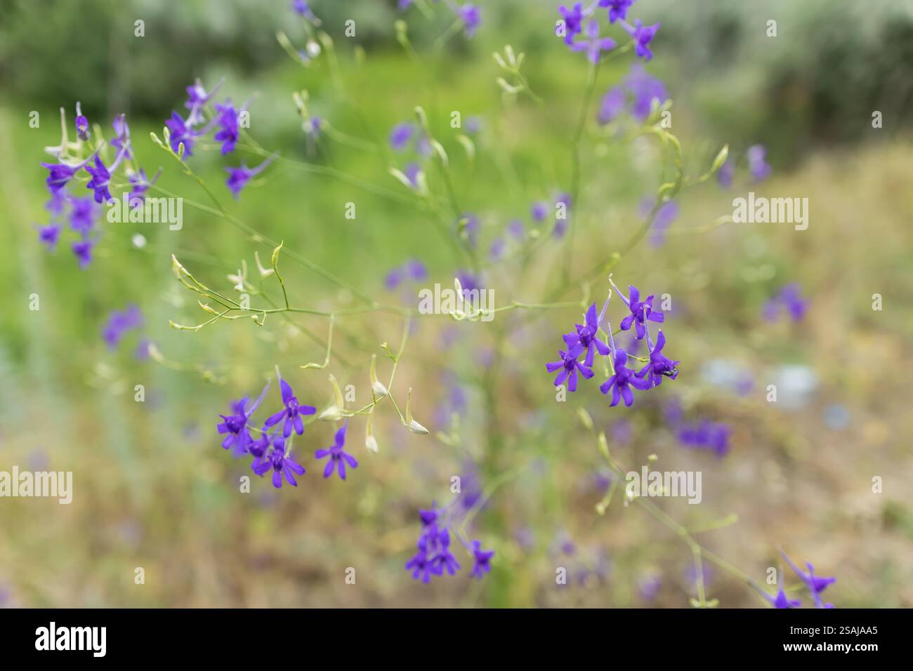 Consolida regalis blue wild hi-res stock photography and images - Alamy