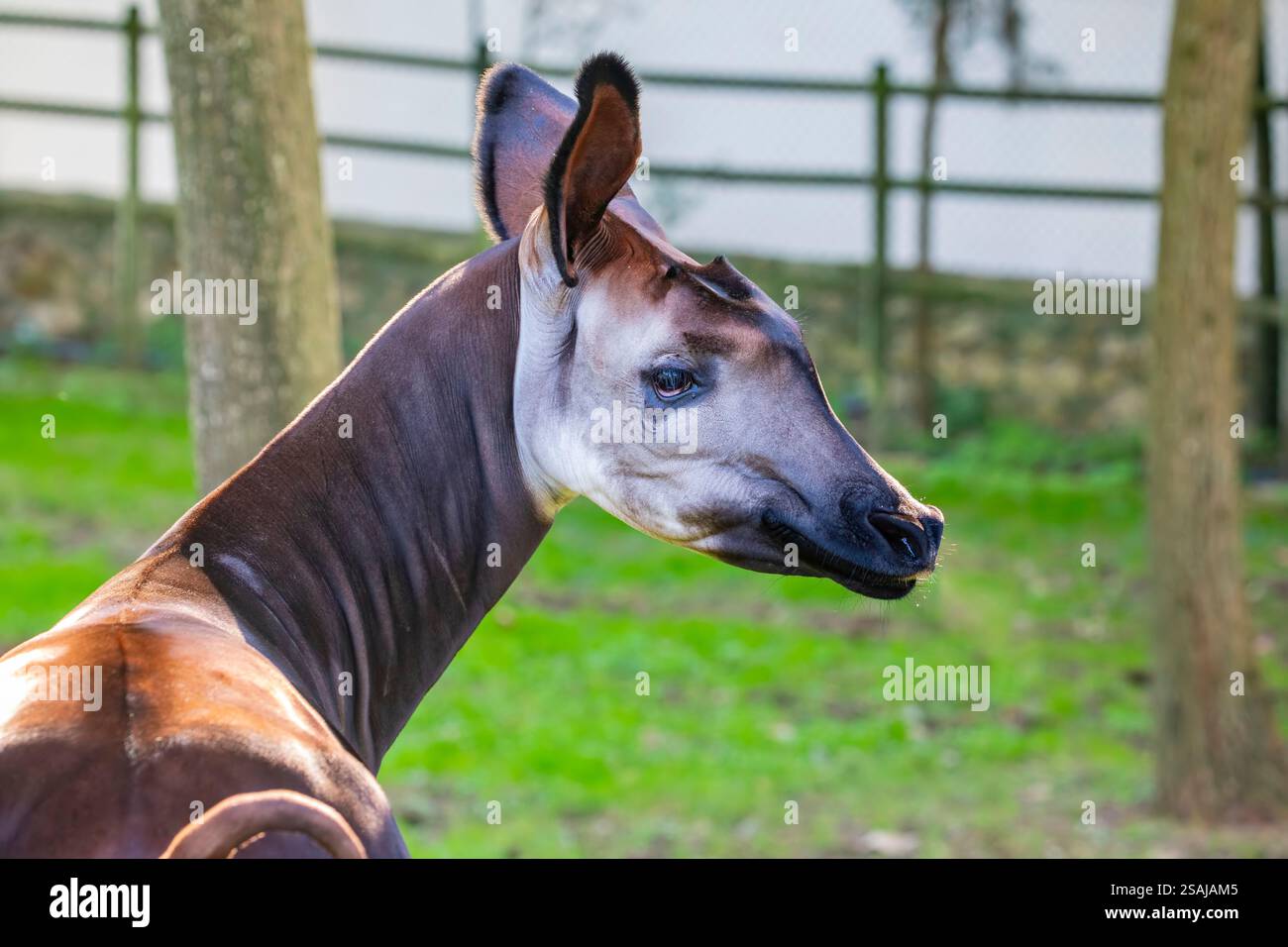 A beautiful Okapi (Okapia johnstoni). An artiodactyl mammal native to ...