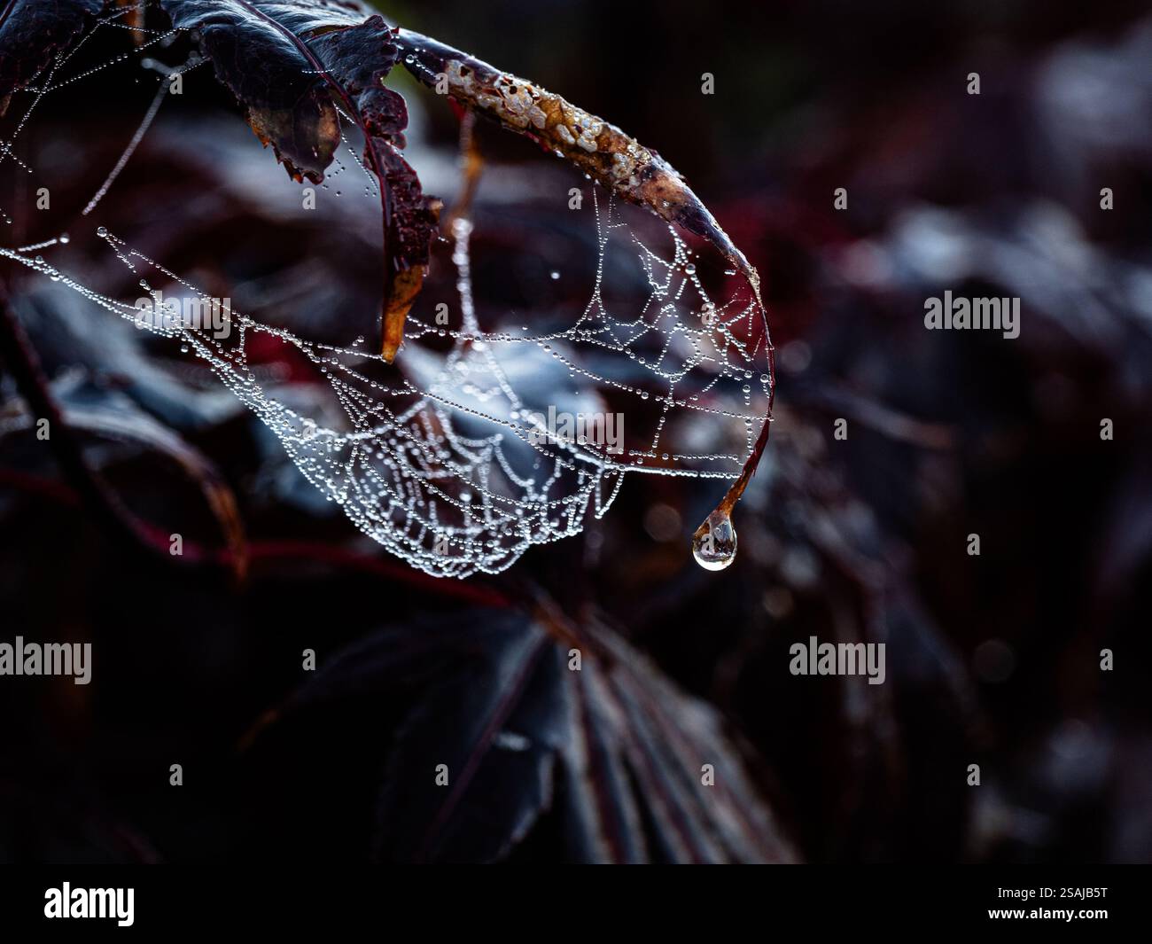 Jewelled web hi-res stock photography and images - Alamy