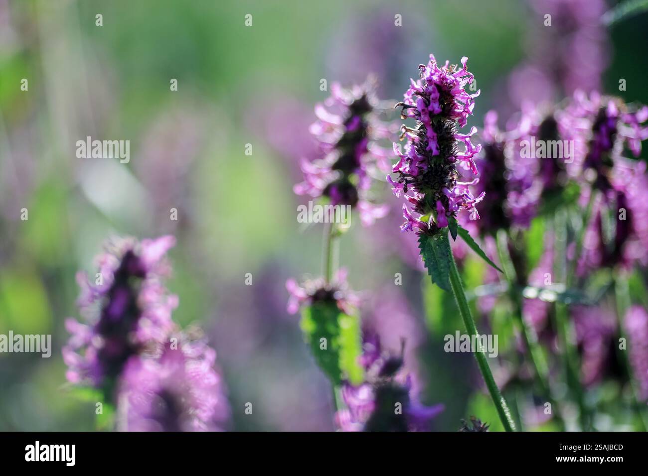 Blooming purple medical plant Betony ( Stachys Officinalis) on the ...