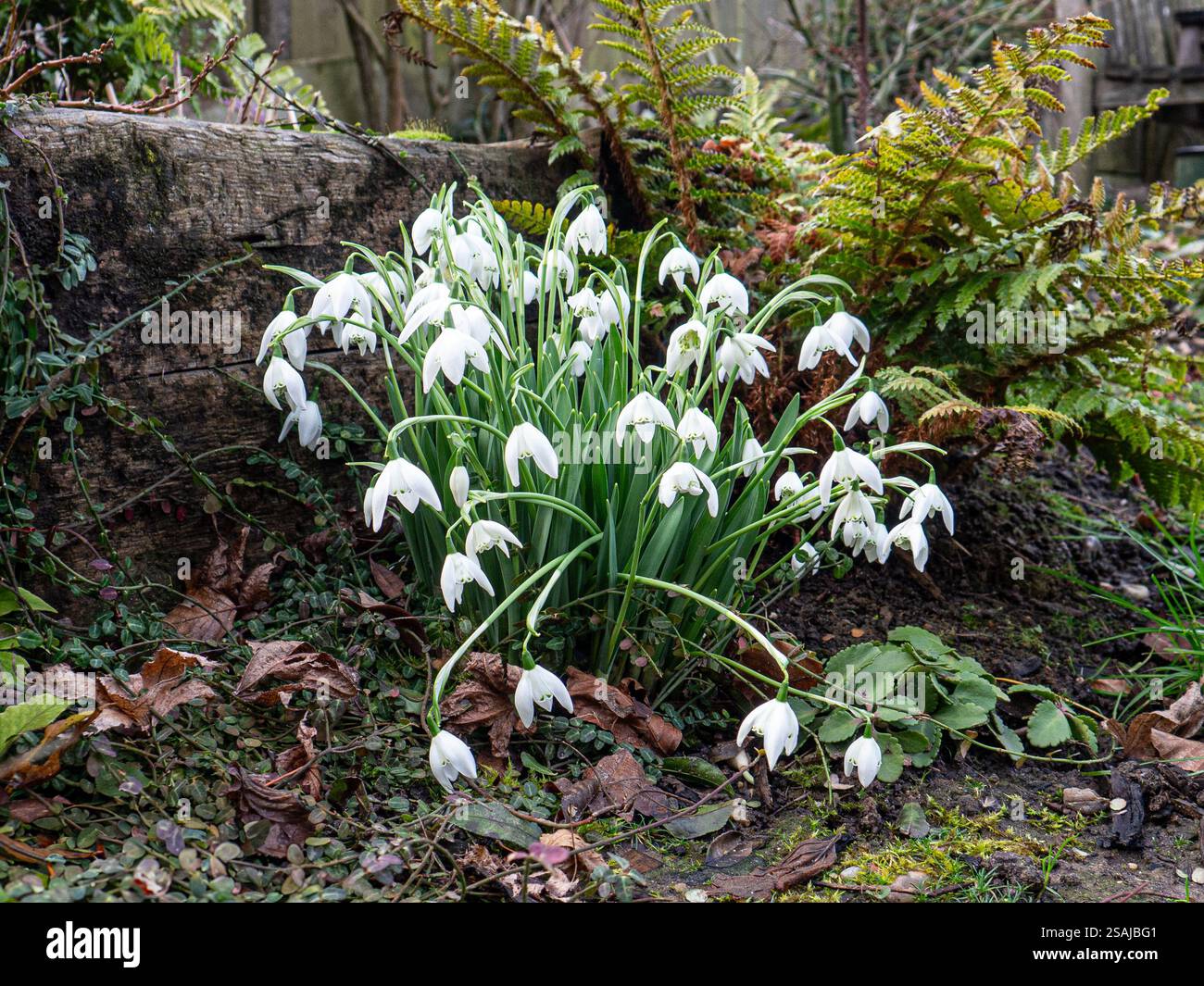 Aclump of the early double snowdrop Galanthus 'Lady Beatrix Stanley ...