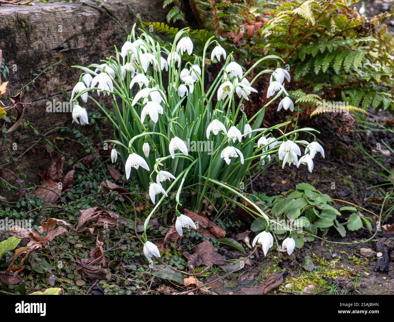 Aclump of the early double snowdrop Galanthus 'Lady Beatrix Stanley ...