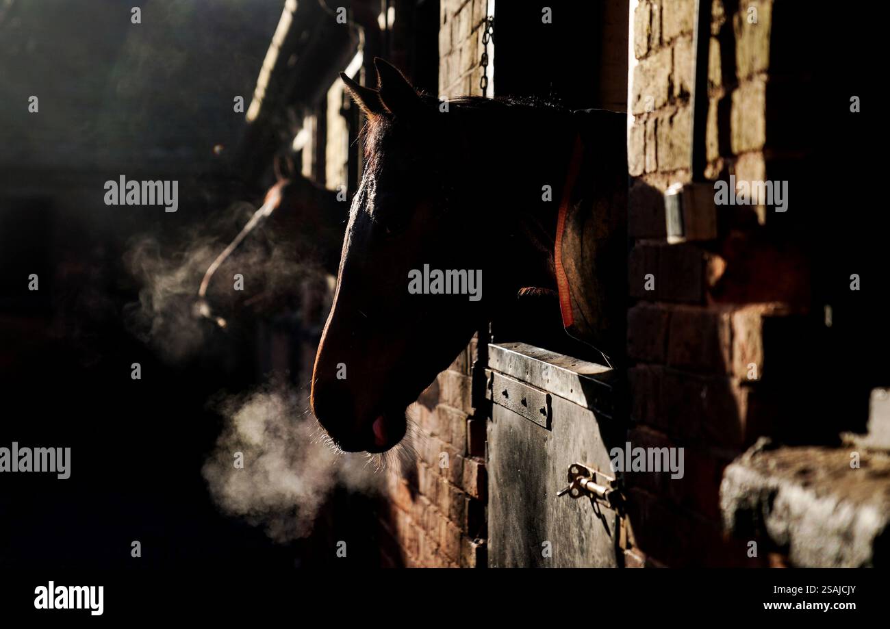 Horses in Henry Oliver's Kinnersley yard in Worcestershire. Thursday ...
