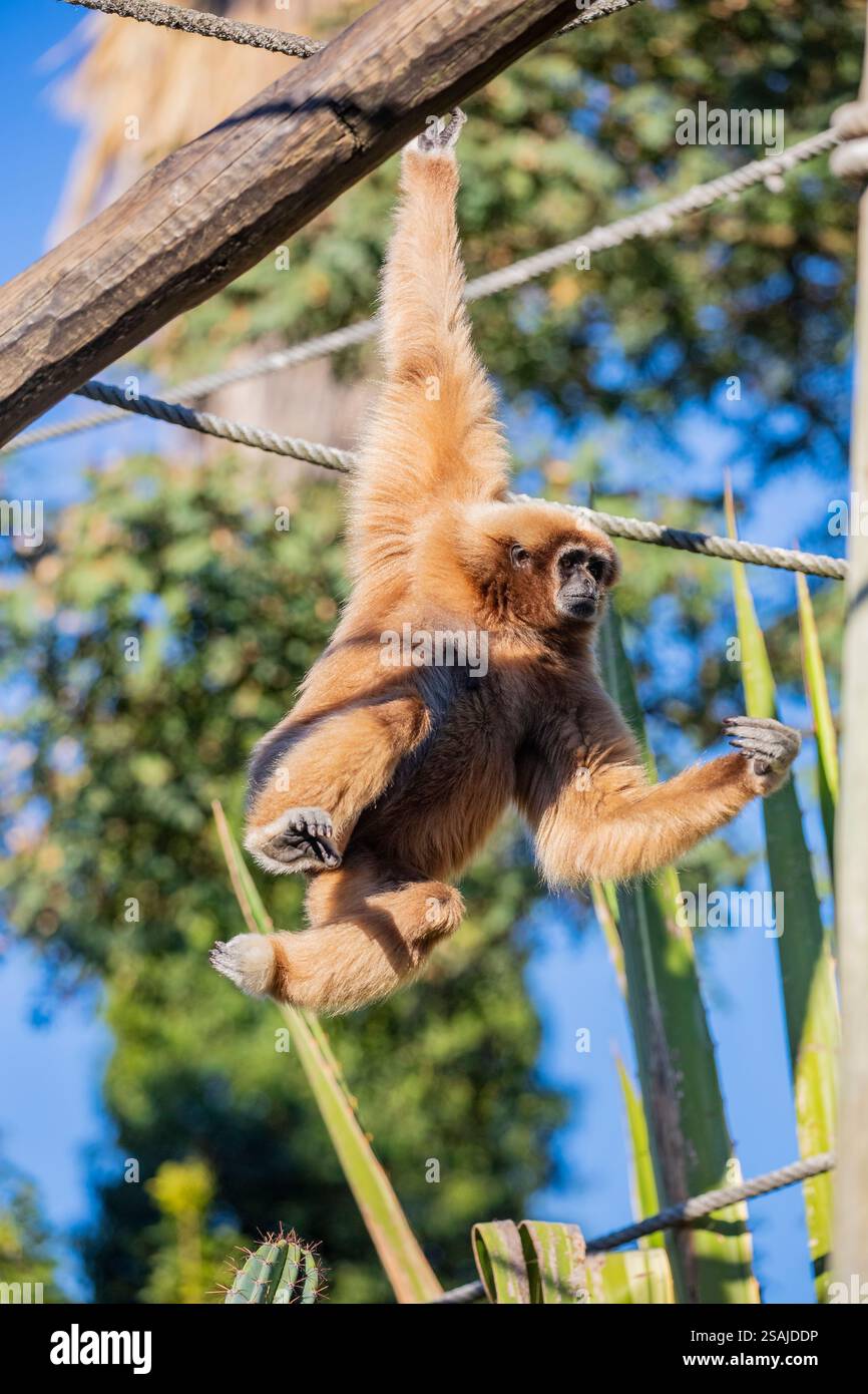 The white-handed gibbon (Hylobates lar) is a small arboreal primate ...