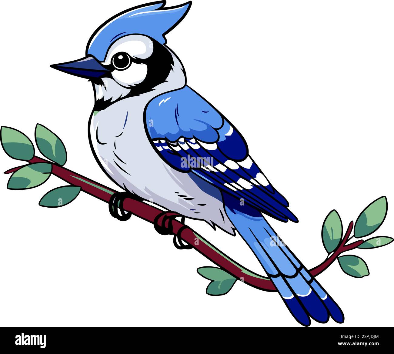 Blue jay bird on a branch. Vector illustration isolated on white ...