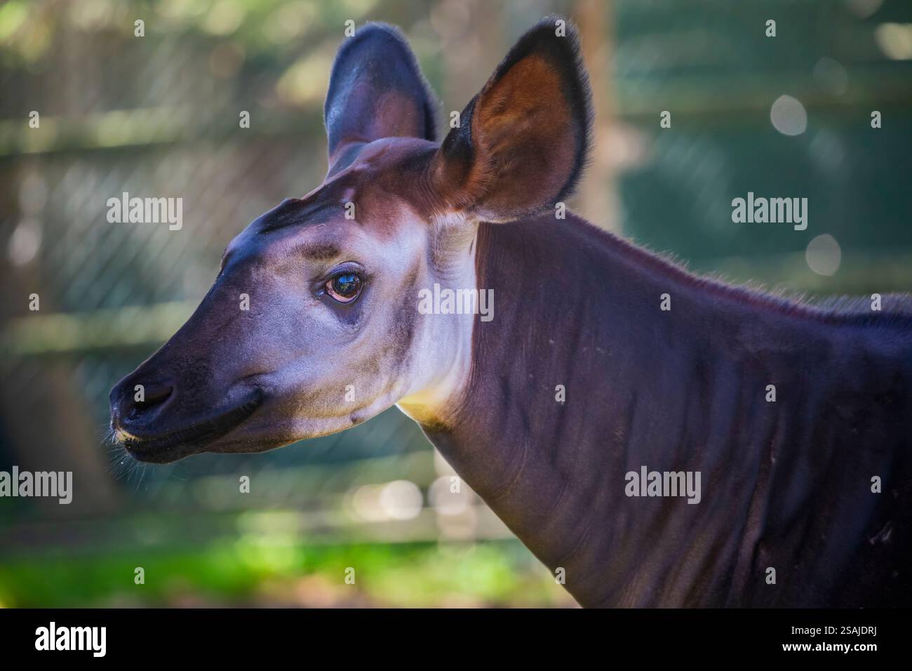 A beautiful Okapi (Okapia johnstoni). An artiodactyl mammal native to ...