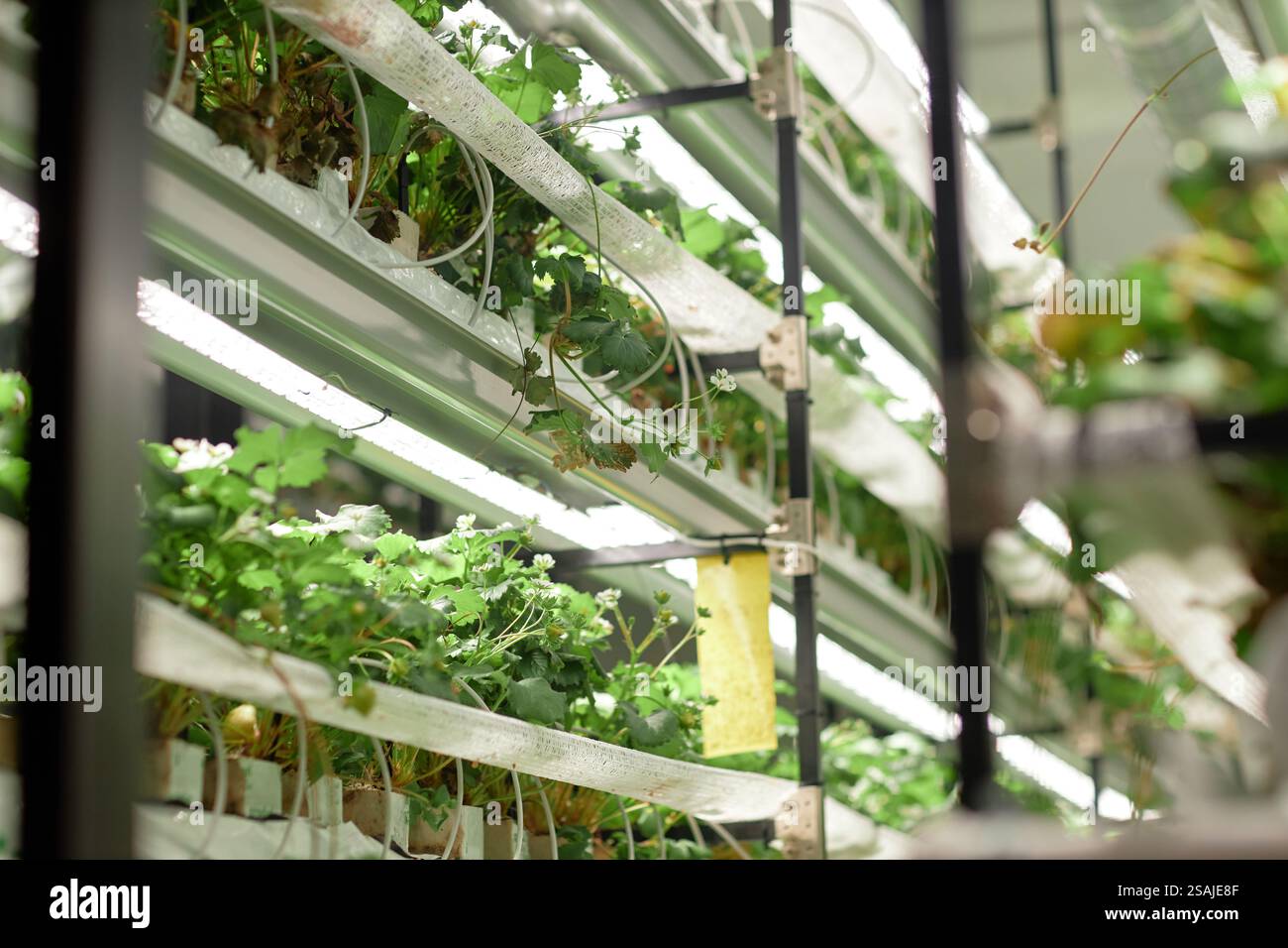 Fresh greens growing in a high-tech vertical garden with several levels ...