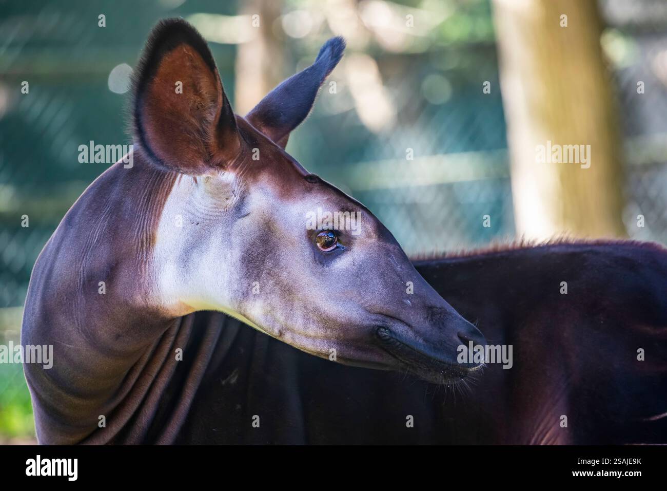 A beautiful Okapi (Okapia johnstoni). An artiodactyl mammal native to ...