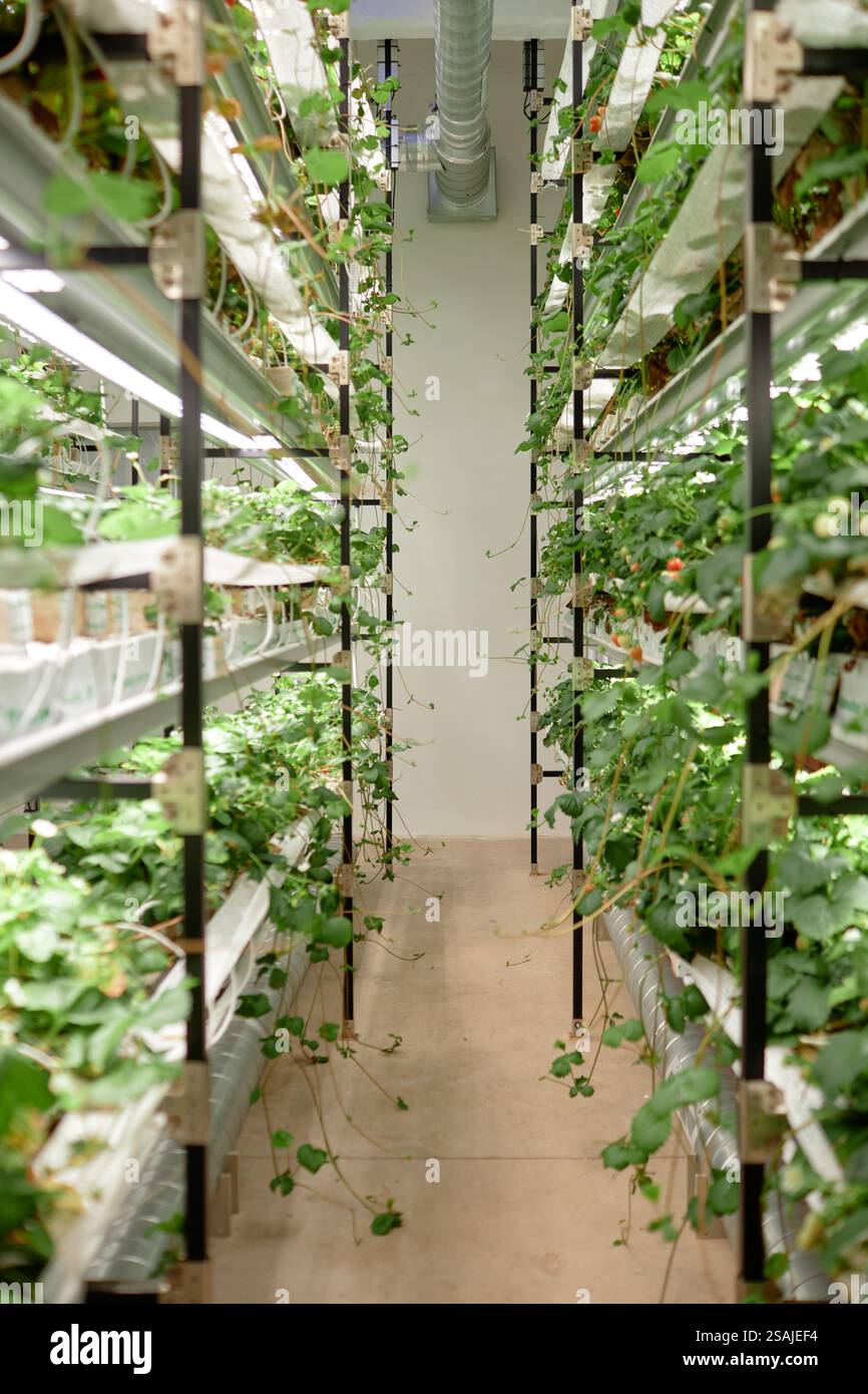 Rows of strawberry plants growing in a vertical indoor farm setup ...