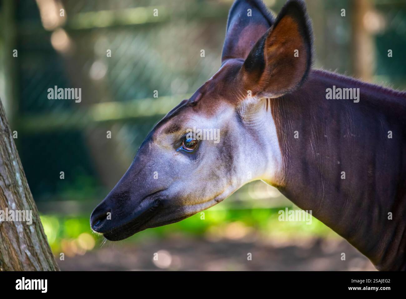 A beautiful Okapi (Okapia johnstoni). An artiodactyl mammal native to ...