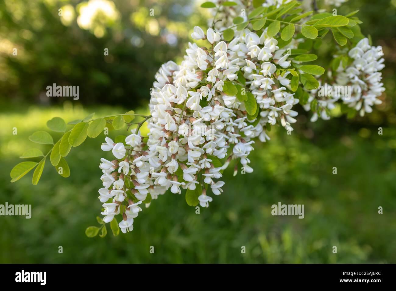 Acacia tree blooming in the spring. Flowers branch with a green ...