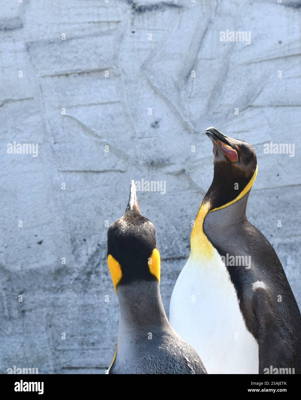 emperor penguin standing and look up on ground with snow background ...