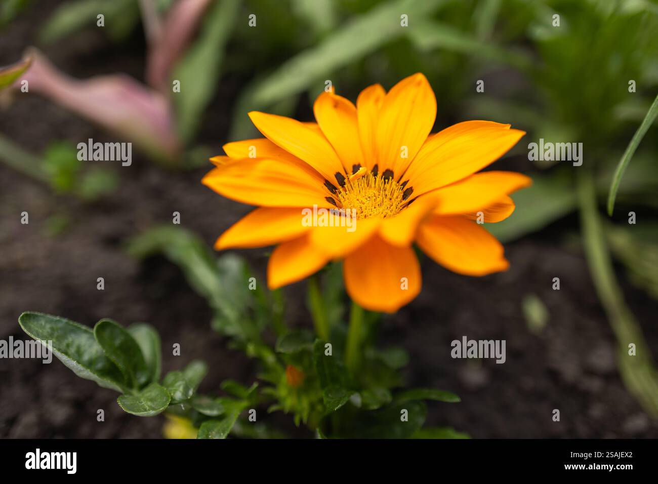 A close up of yellow-orange Gazania rigens flower treasure flower of ...