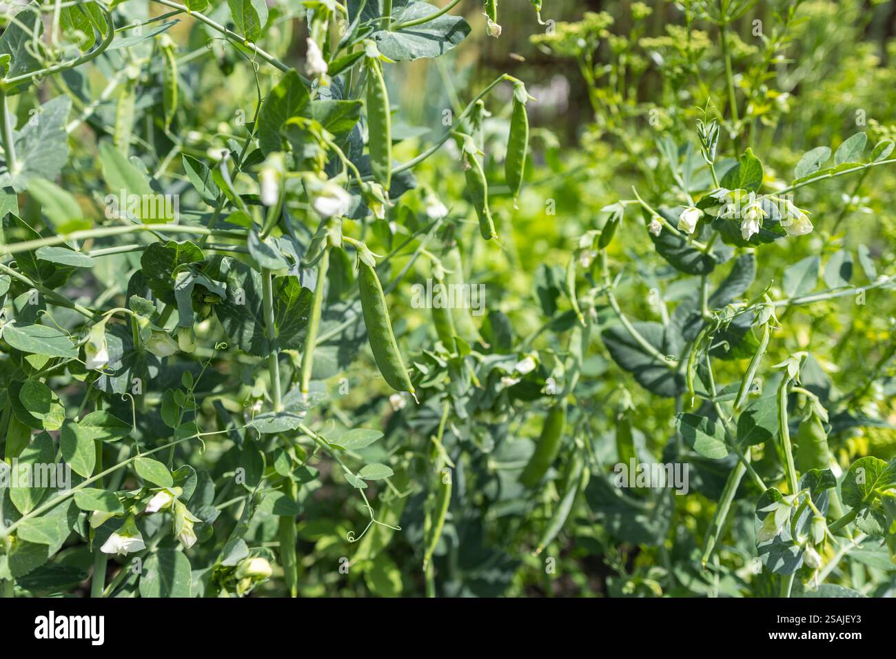 Ripening young pea pods in hi-res stock photography and images - Alamy