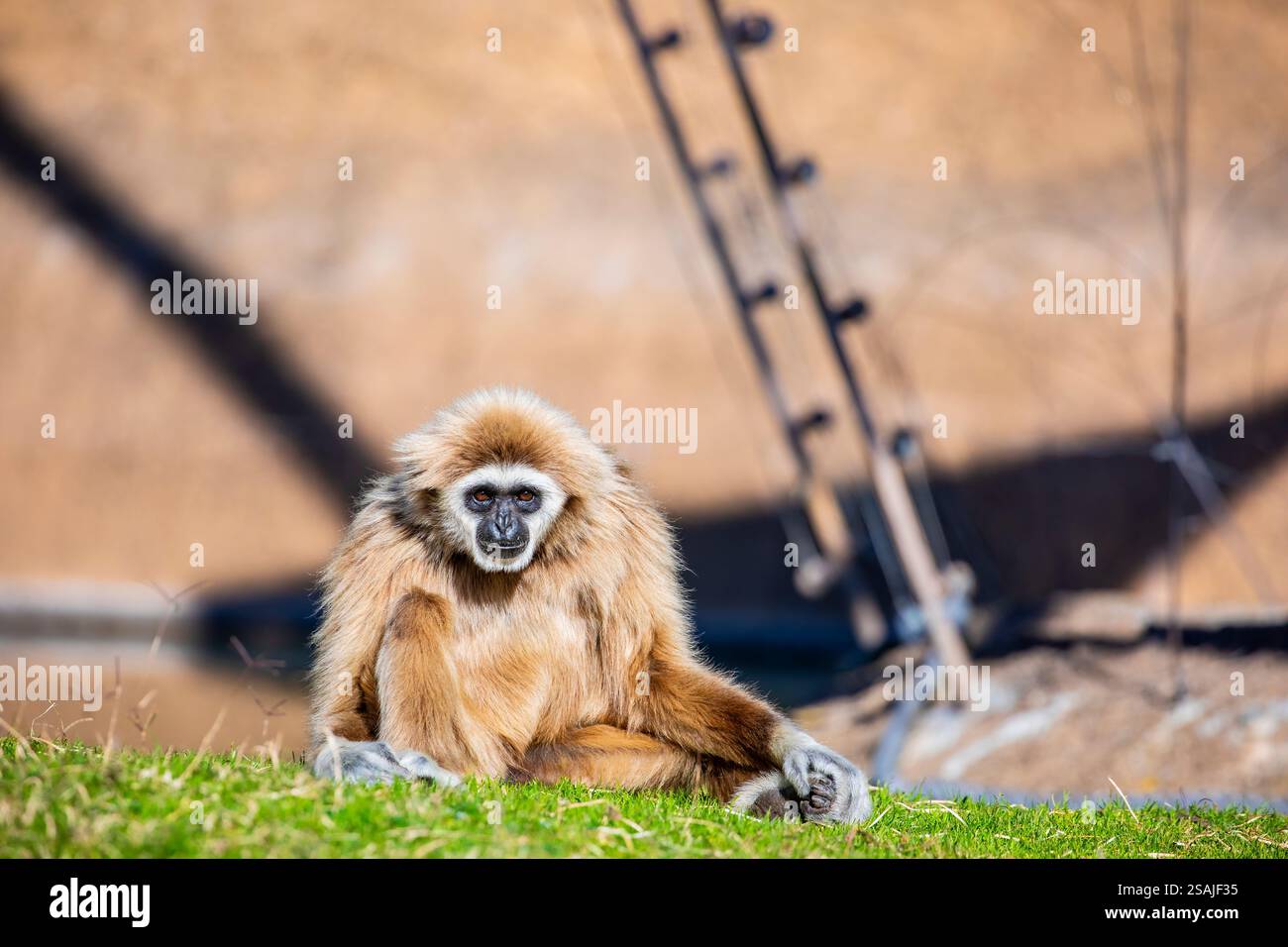 The white-handed gibbon (Hylobates lar) is a small arboreal primate ...