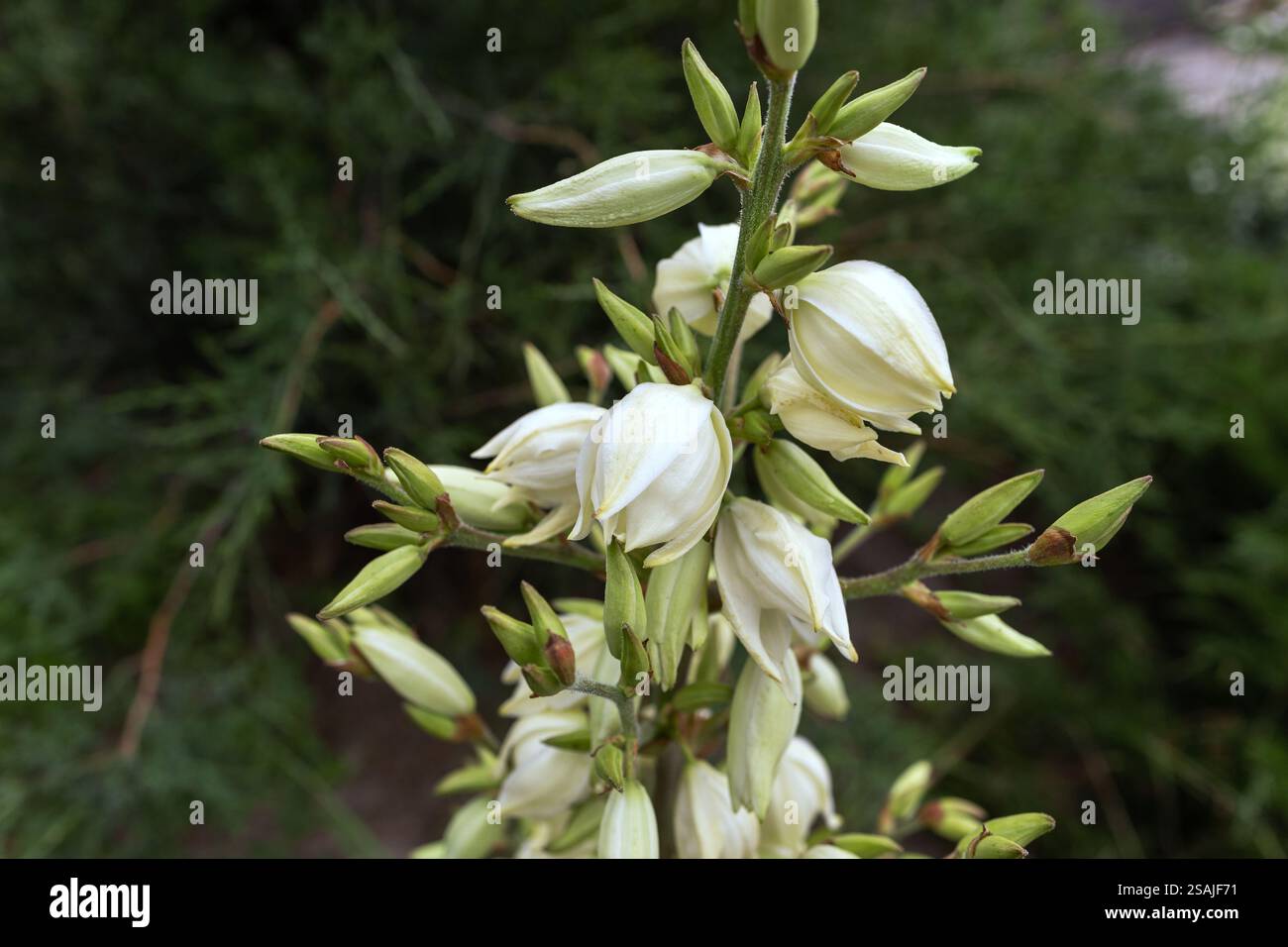Yucca plant Yucca filamentosa has sword-shape leaves, white flower ...