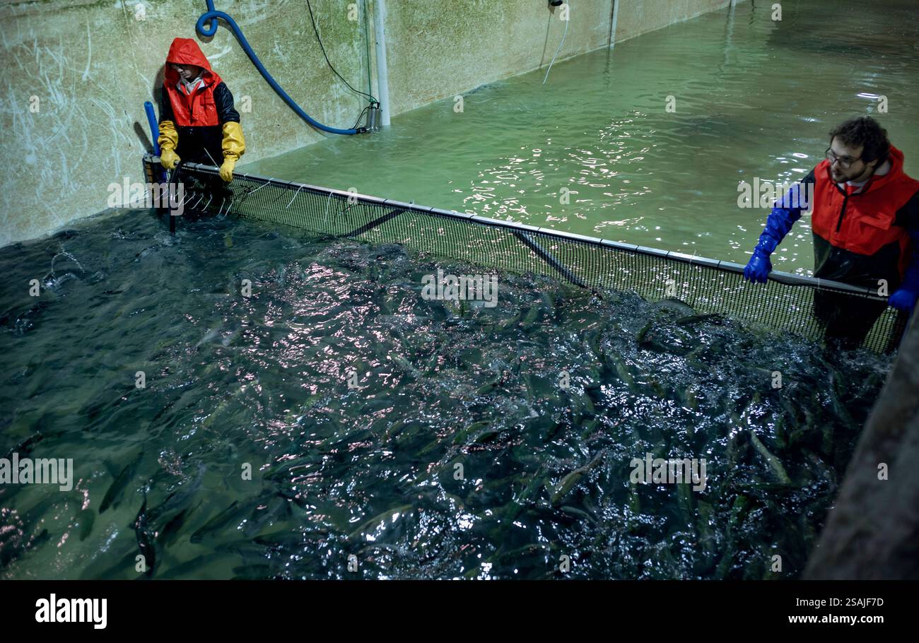 Stephen Zicari, left, and Brad Bednarski, employees of Local Coho ...