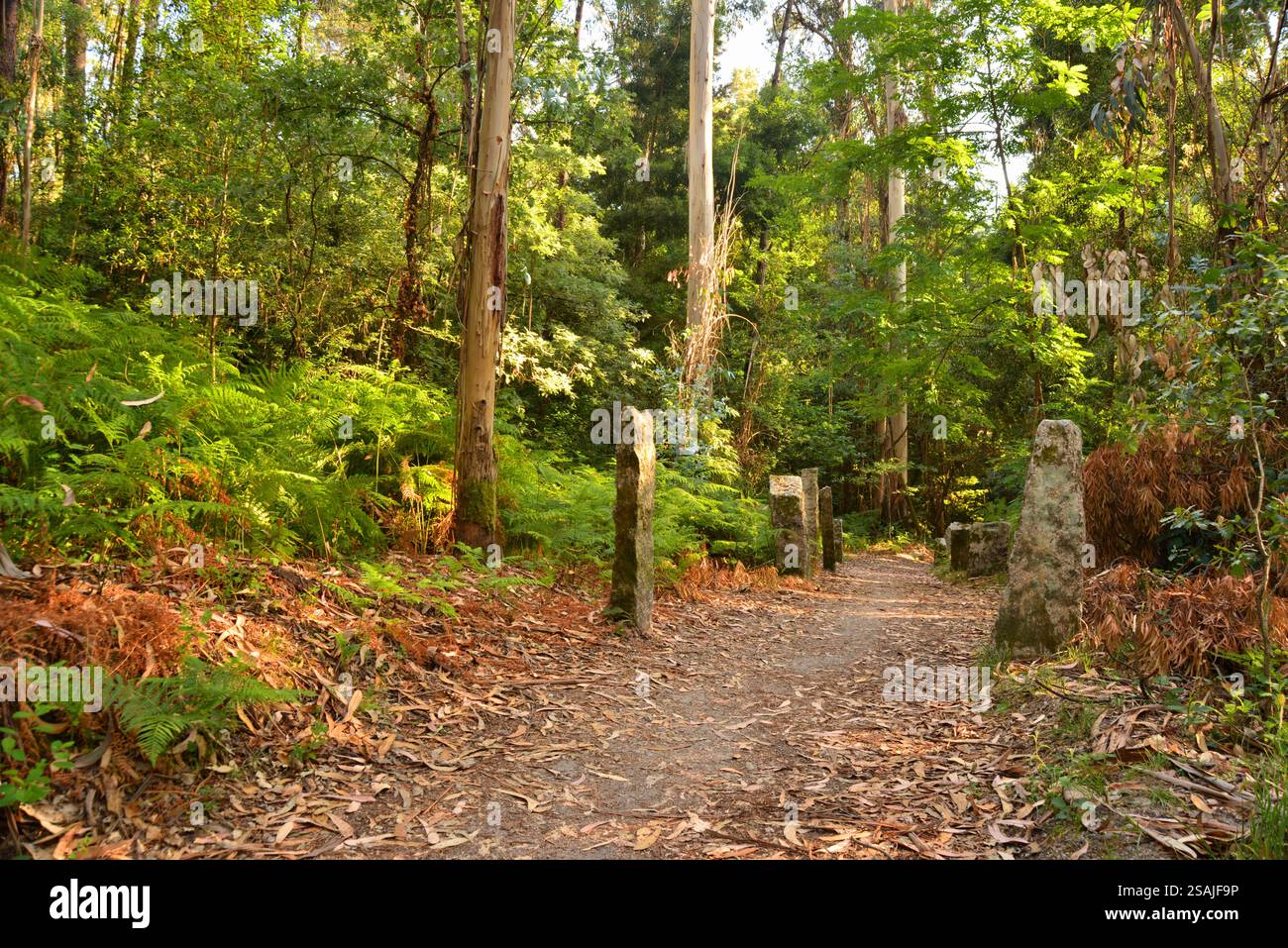 Acacia melanoxylon and eucalyptus hi-res stock photography and images ...