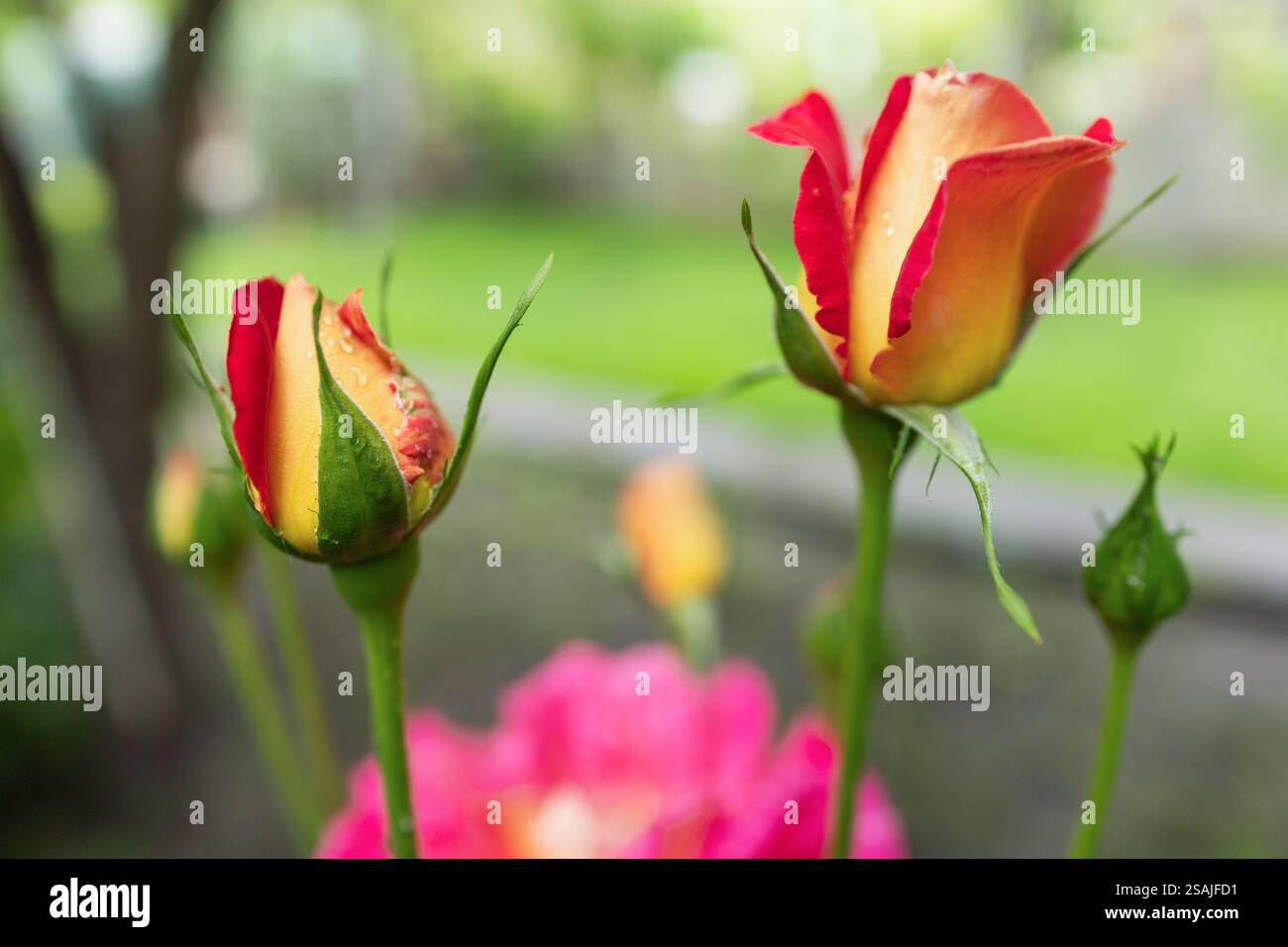 Bright pink rosebuds with blurred background. Crimson roses buds ...
