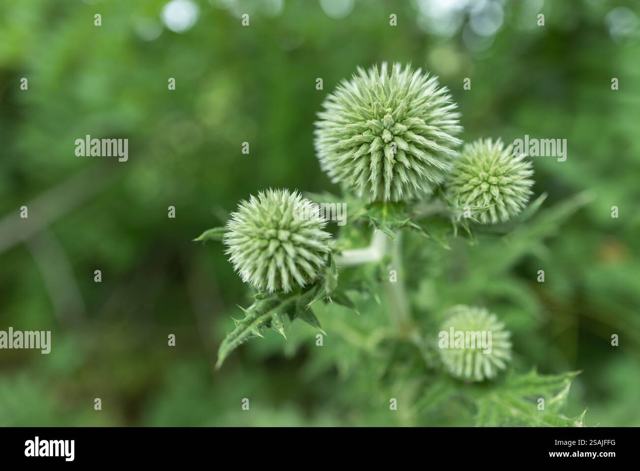 Echinops bannaticus Star Frost Globe Thistle in flower Stock Photo - Alamy