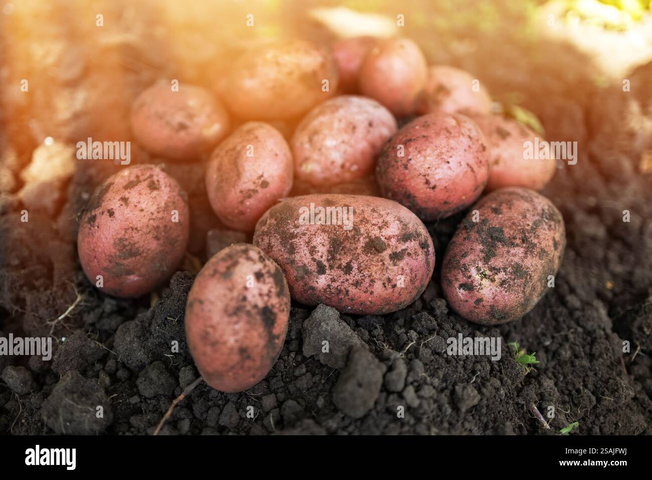 fresh organic potatoes in the field,harvesting potatoes from soil Stock ...