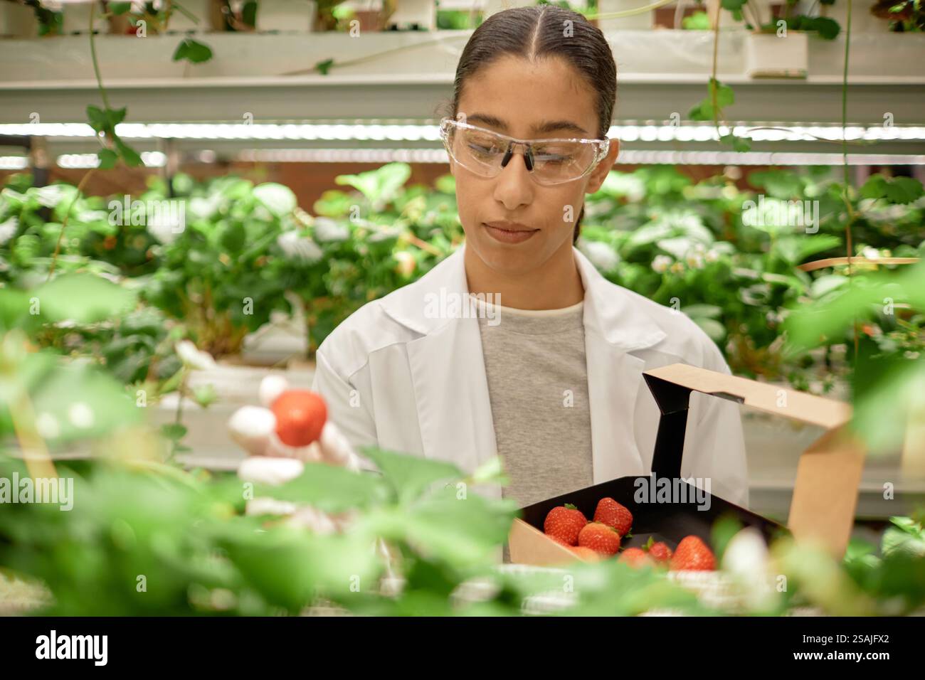 Scientist examining strawberries grown in an indoor garden setting with ...
