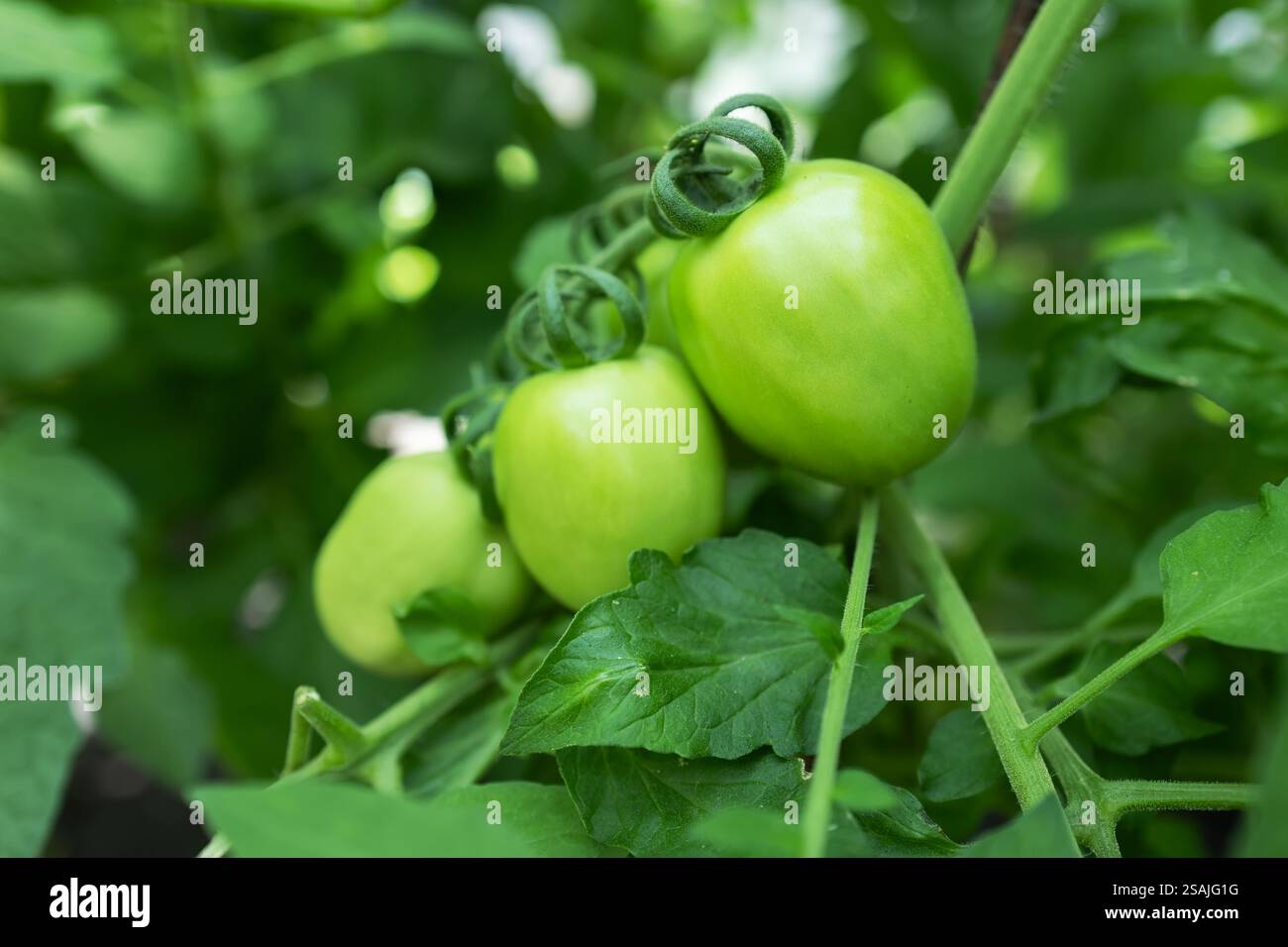 A green tomato on a bush with a small green beetle. A green tomato ...