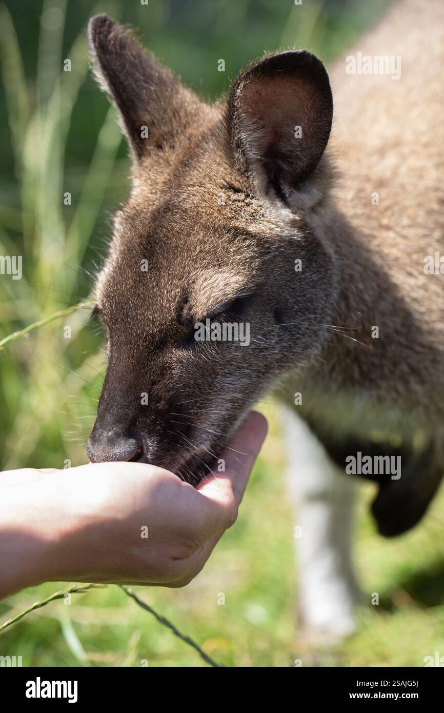 There is a cute fluffy wallaby kangaroo out of hand in the park ...