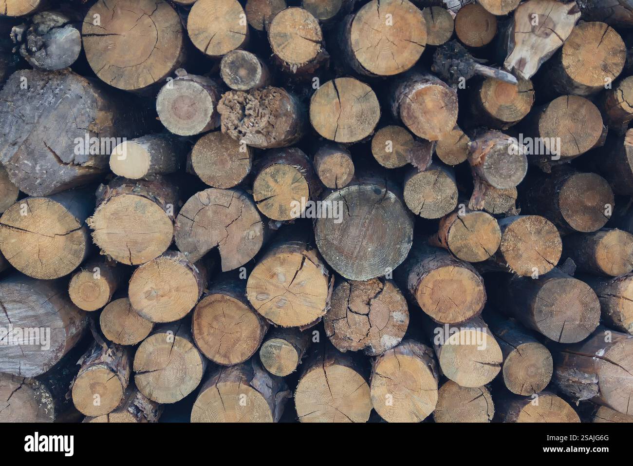 Background made with circle wooden trunks. Pile of wood logs and stumps ...