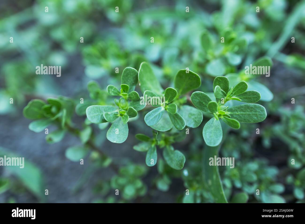 Purslane plants: Portulaca oleracea common purslane, verdolaga, red ...