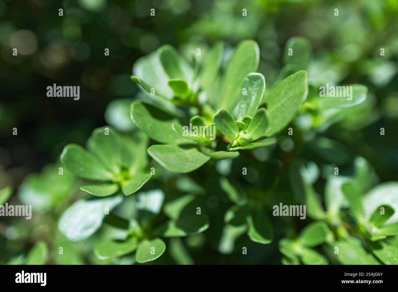 Purslane plants: Portulaca oleracea common purslane, verdolaga, red ...