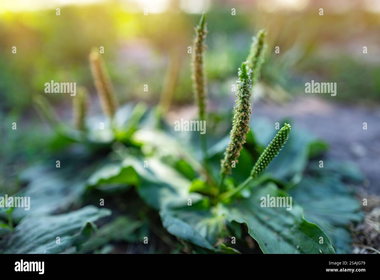 Broadleaf plantain Plantago major as weed on stony ground Stock Photo ...