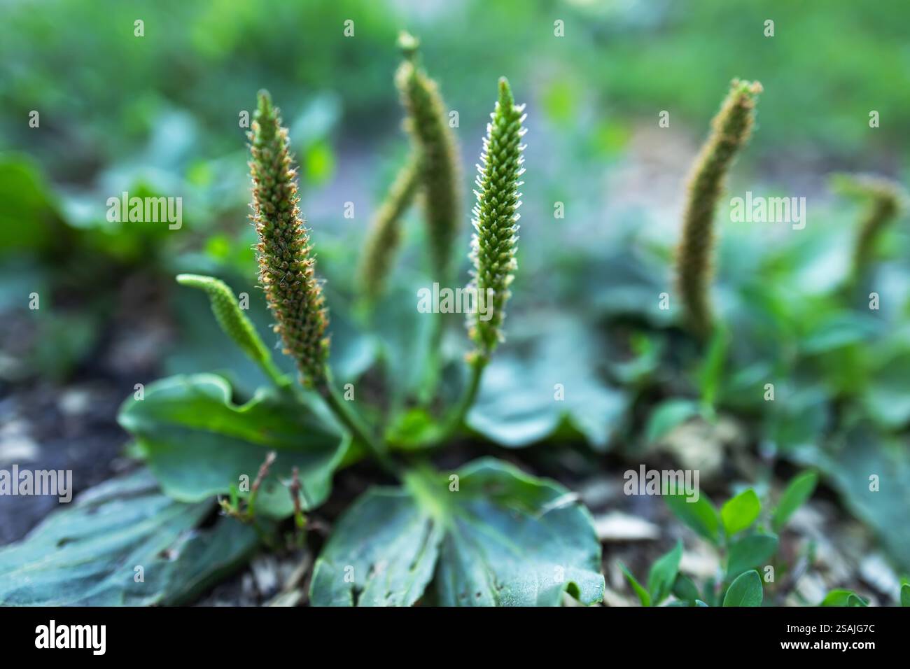 Plantain flowering plant with green leaf. Plantago major leaves and ...