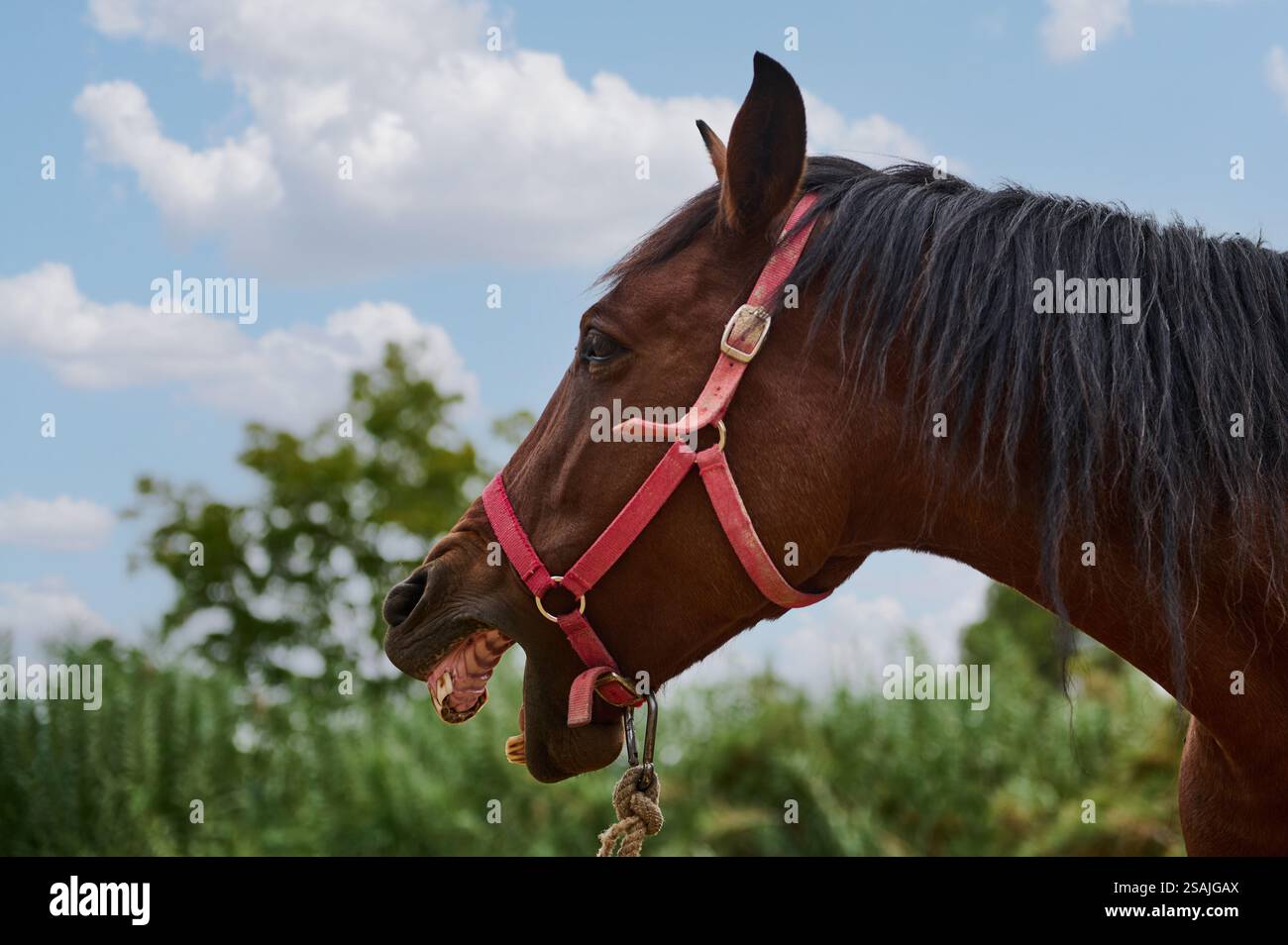 A brown horse shown in profile wearing a red bridle, photographed with ...