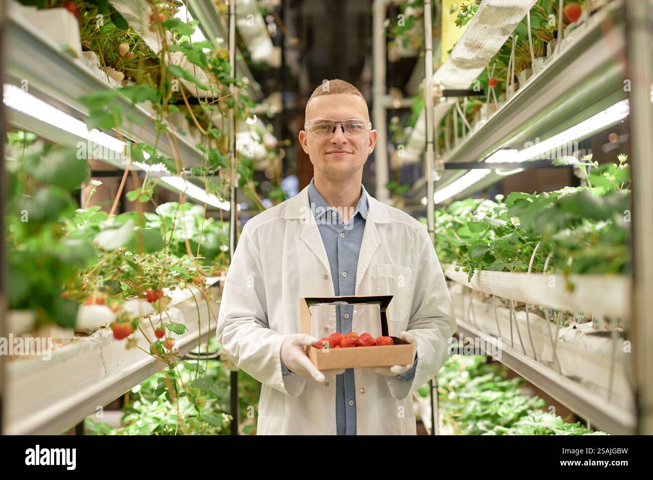 Hydroponic strawberry production hi-res stock photography and images ...