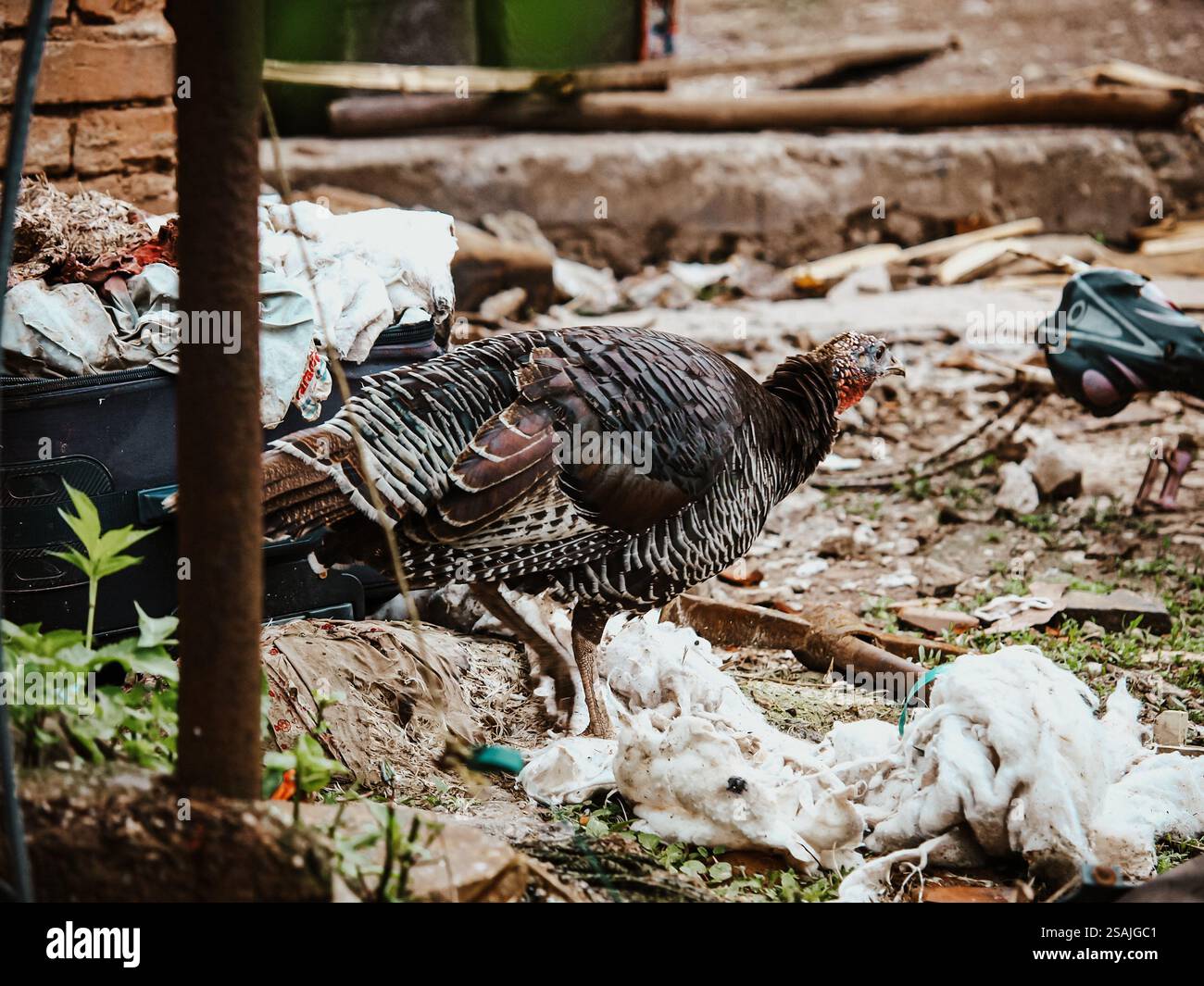 Colorful Scene Of A Turkey In A Poverty-Stricken Backyard: A Turkey ...