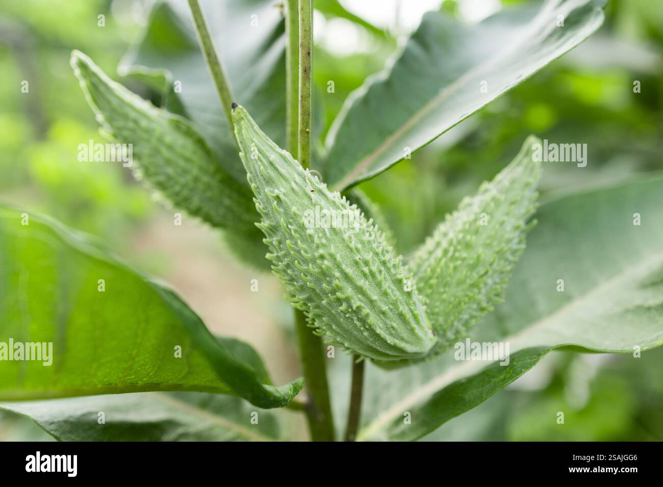 Glade in forest of green pods asclepias syriaca with seeds. Common ...