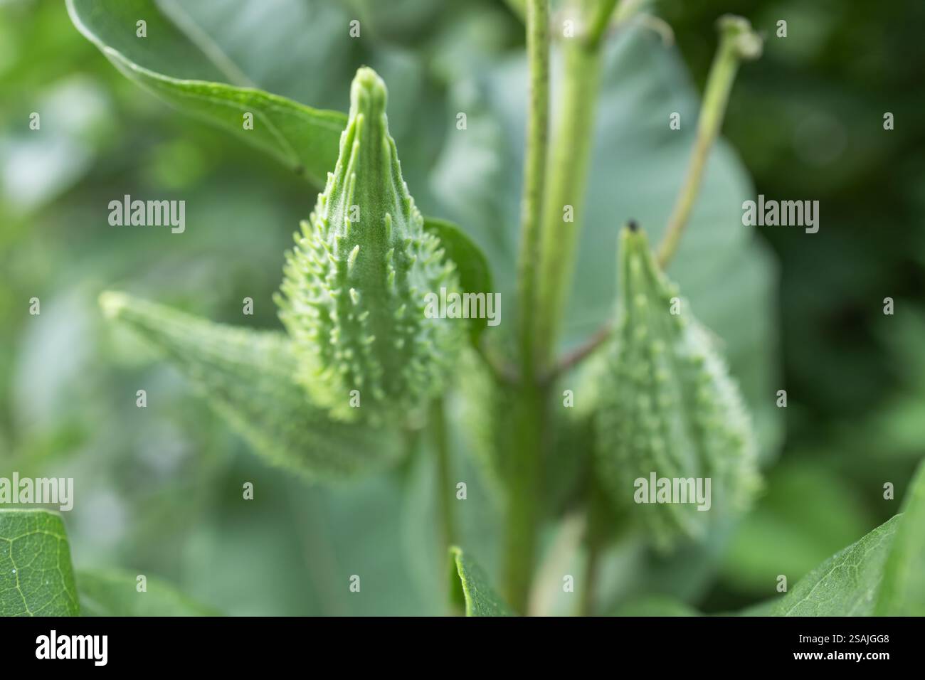 Asclepias syriaca - milkweed plant with seed vessels Stock Photo - Alamy