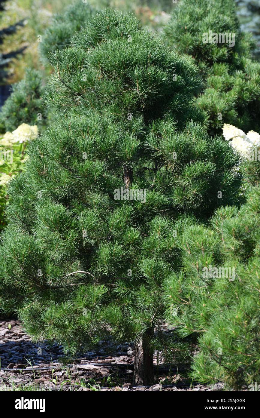 Pinus nigra - the young black Australian pine tree Stock Photo - Alamy
